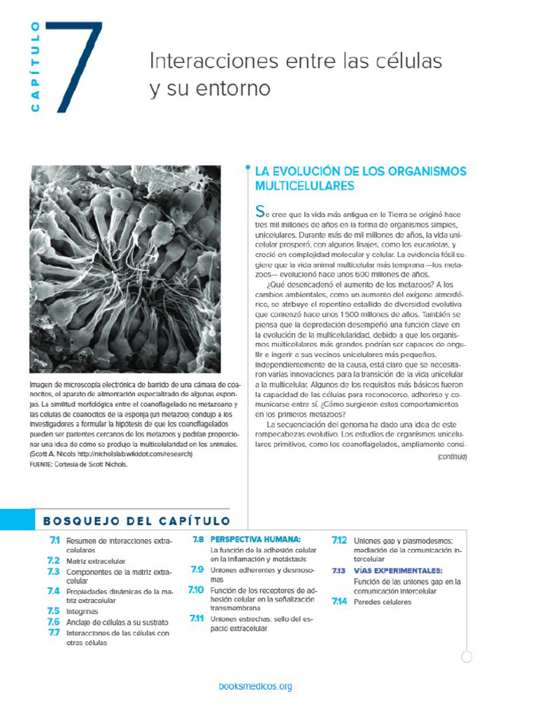 Capitulo 7 Biologia Karp 8a Edit matriz uniones_compr | PDF
