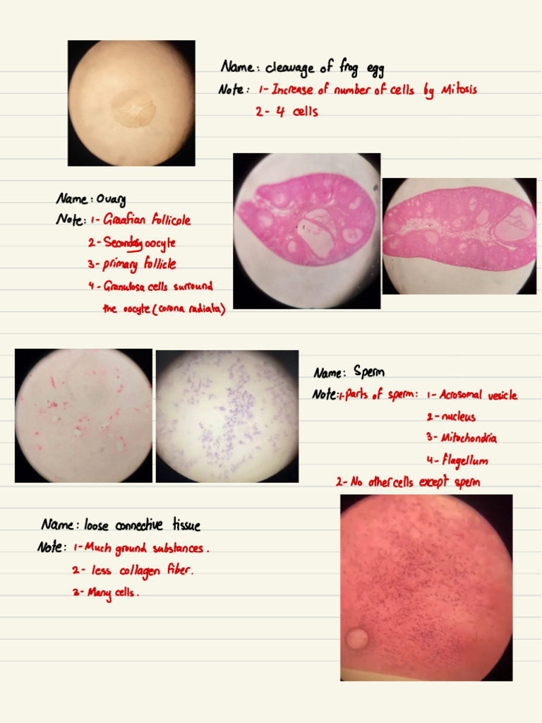 Histology OSPE | PDF
