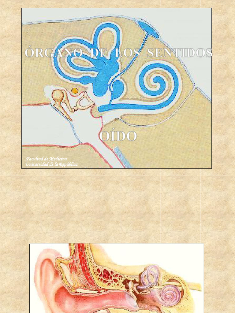 CD Oido | PDF | Oído | Otorrinolaringología