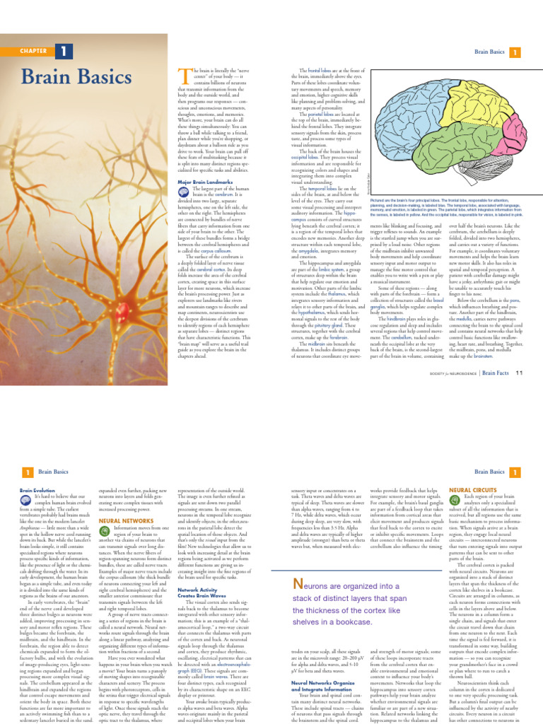 Brain Facts PDF With Links | PDF | Neuron | Synapse