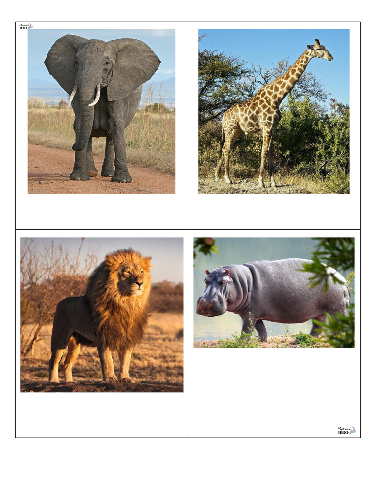 Vocabulaire Animaux Savane | PDF