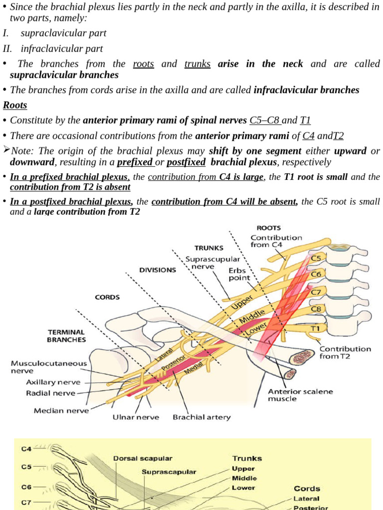 Brachial Plexus Continued and Innervation To The Upperlimbs-1 | PDF | Nervous System | Neuroanatomy
