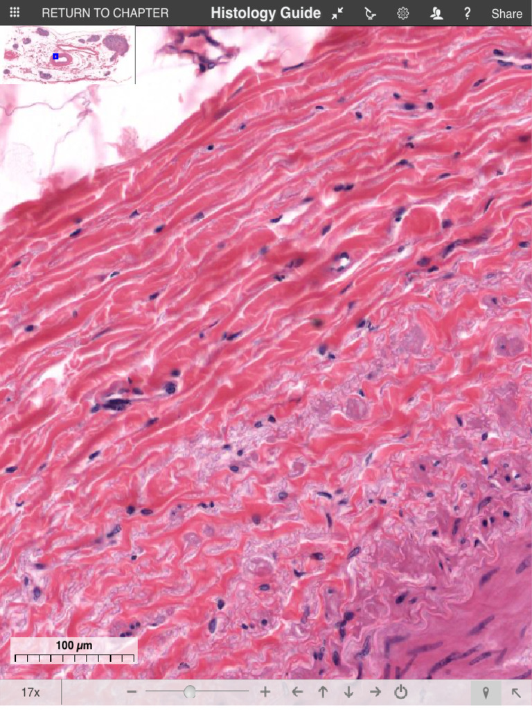 Collagen Fibers and Elastic Fibers Connective Tissue 2 | PDF