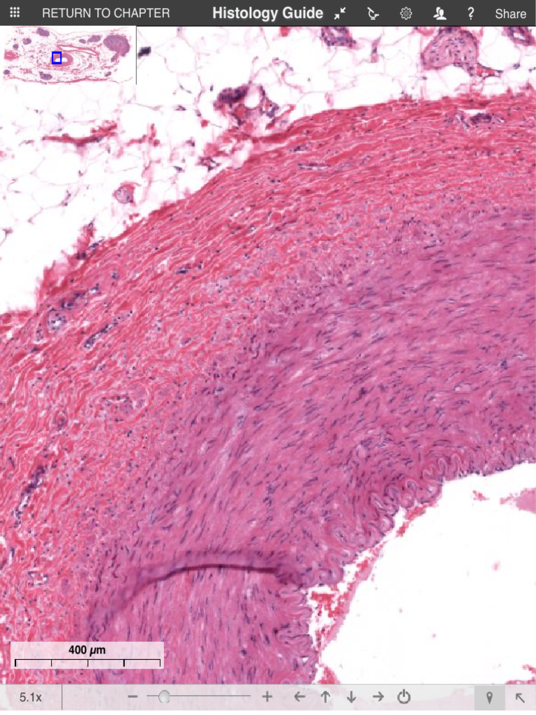 Collagen Fibers and Elastic Fibers Connective Tissue | PDF