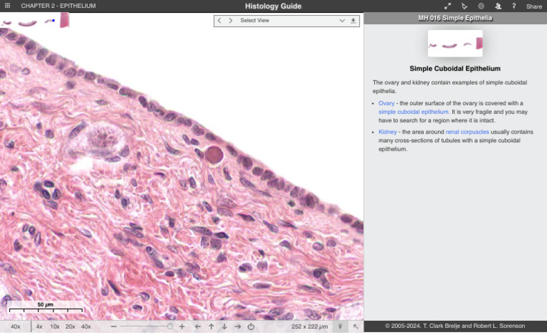 Simple Cuboidal Epithelium Epithelium | PDF