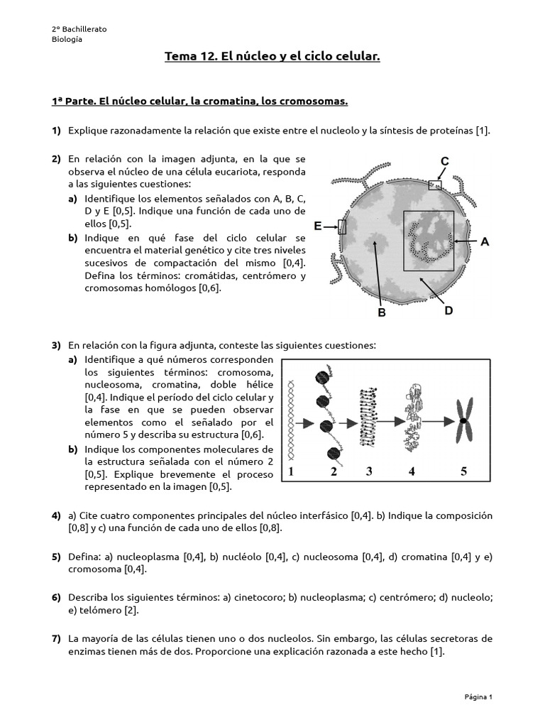 02a - T12 - Núcleo, Ciclo Celular - Actividades | PDF | Mitosis | Mitosis