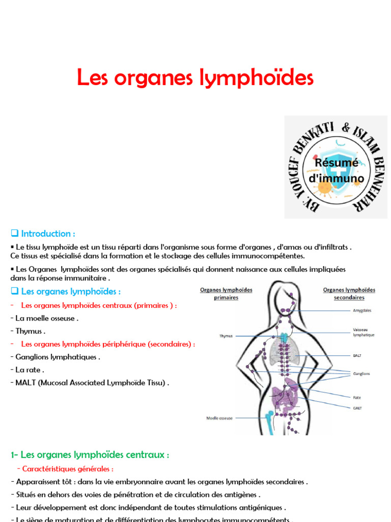 Organes lymphoïdes et leur fonction | PDF | Lymphocyte T | Thymus ...