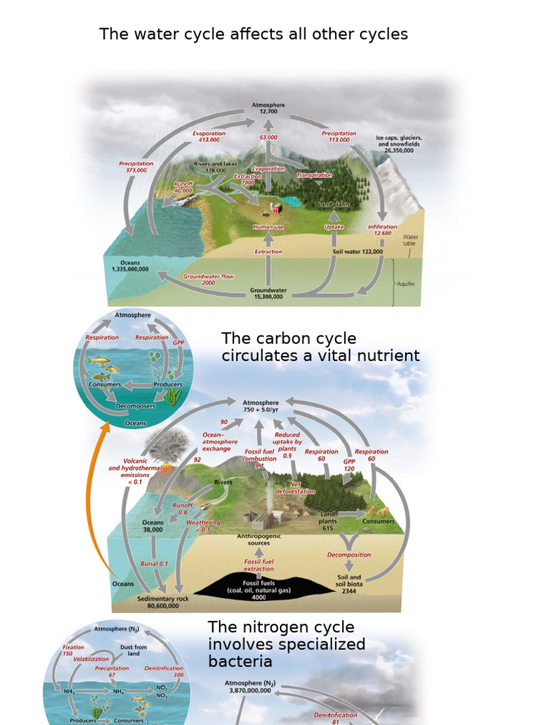 BioGeoChem Cycles | PDF