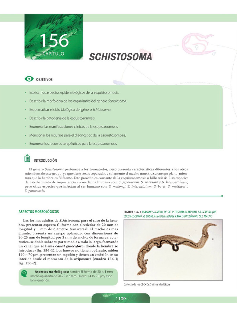 Schistosoma | PDF