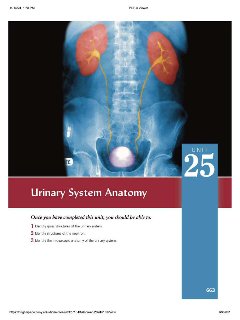 Chapter 25 Urinary System | PDF