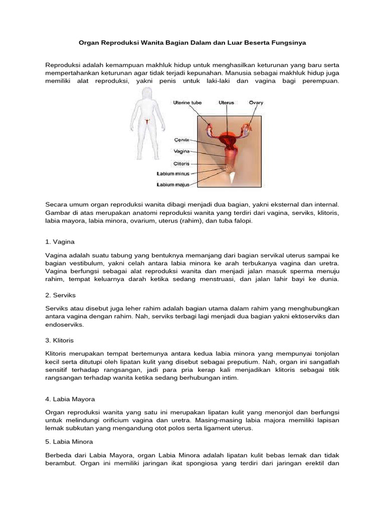 Organ Reproduksi Wanita Bagian Dalam Dan Luar Beserta Fungsinya | PDF