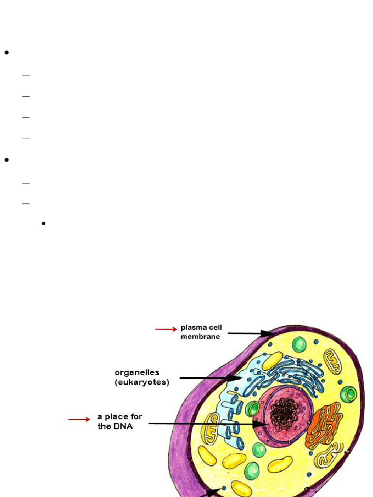Bacteria Cell Structure | PDF | Cell (Biology) | Cell Membrane