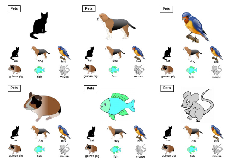 Popular Pet Types and Care Guide | PDF