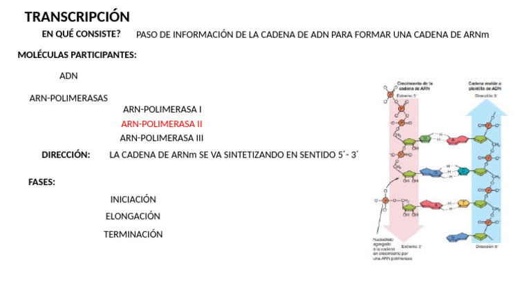 Transcripción Del Adn | PDF