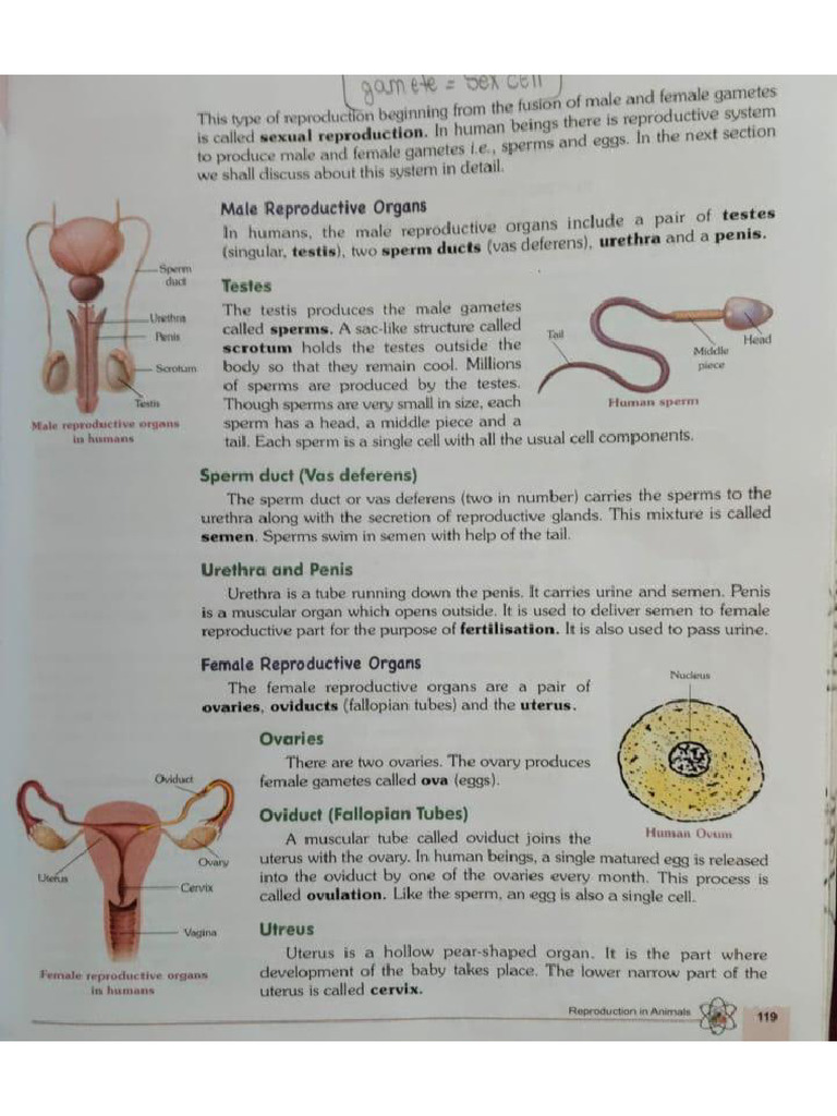 Reproduction Class 8 | PDF