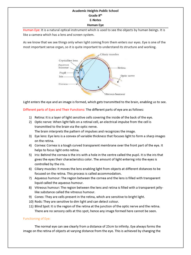 human eye | PDF | Eye | Human Eye