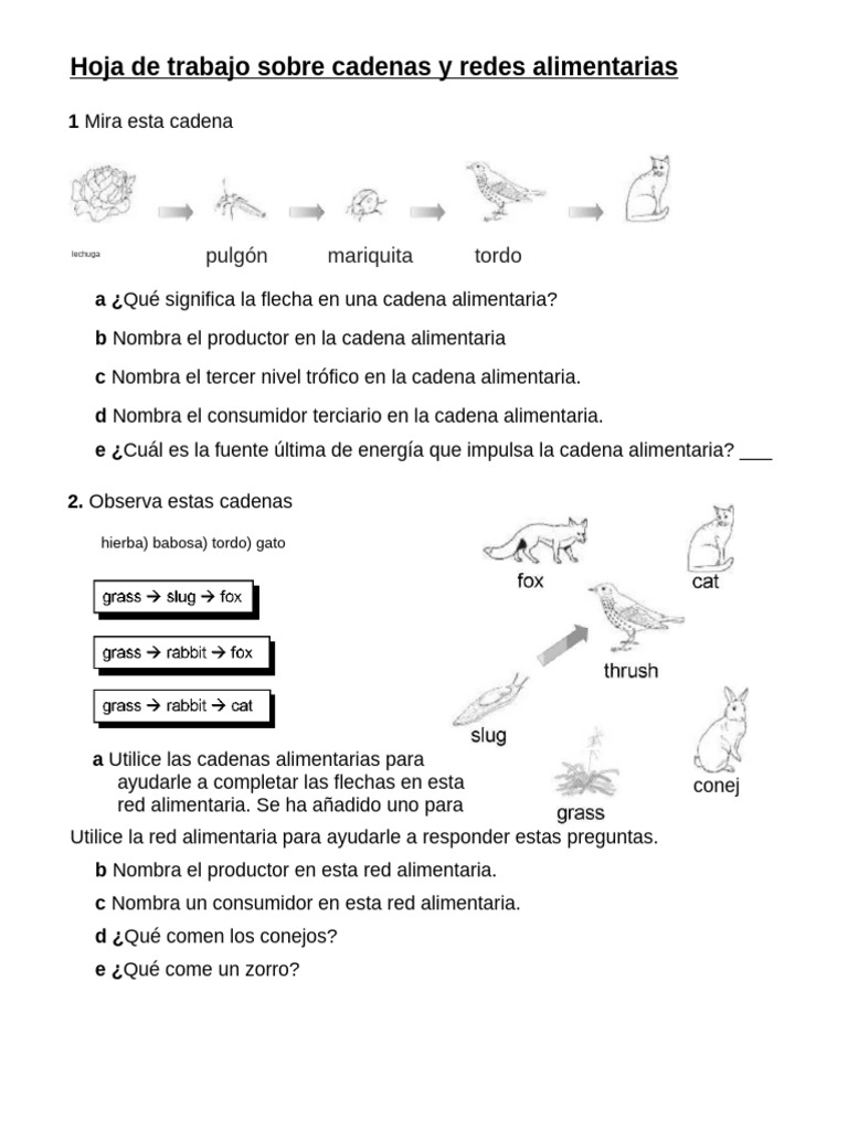 Hoja de Trabajo de Redes Alimentarias y Cadenas Alimentarias PDF | PDF