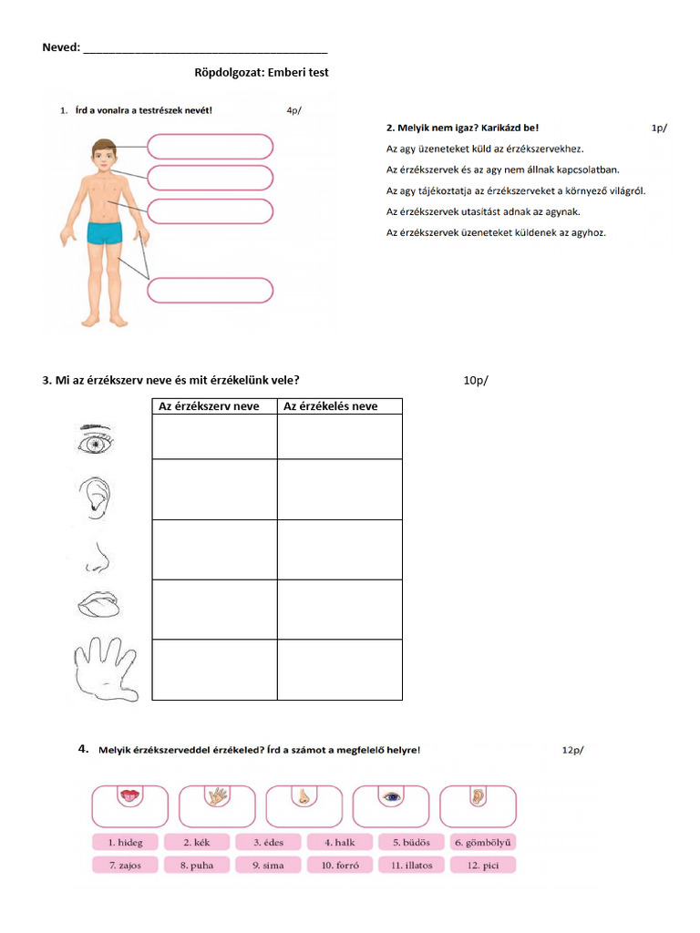 Testrészek, Érzékszervek Röpi | PDF
