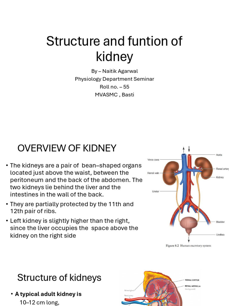 Kidney Pdf Kidney Organ Anatomy