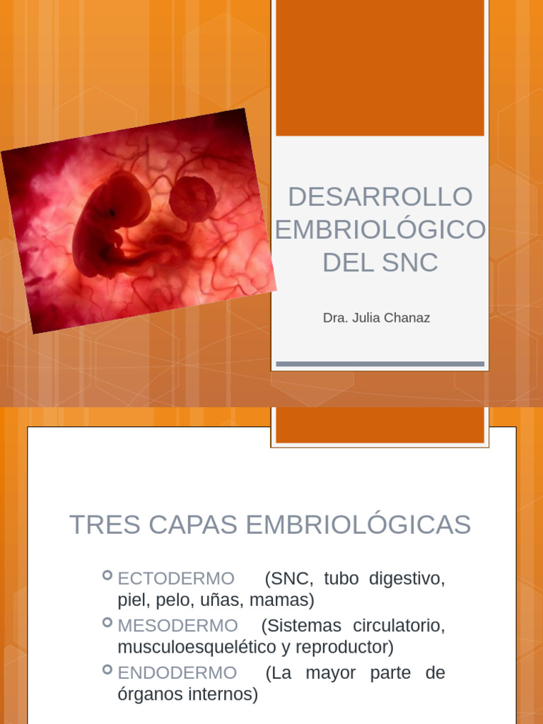 2 Embriología SNC | PDF