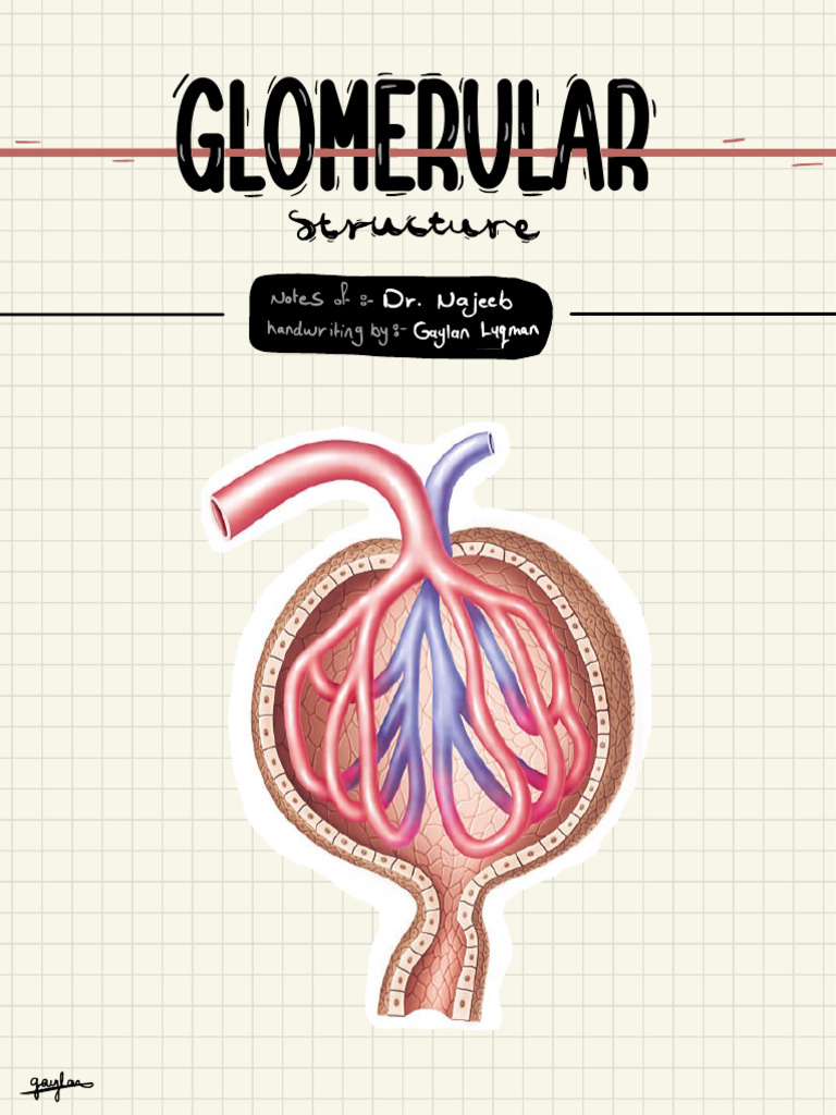 2- Glomerular Structure | PDF | Anatomy | Kidney
