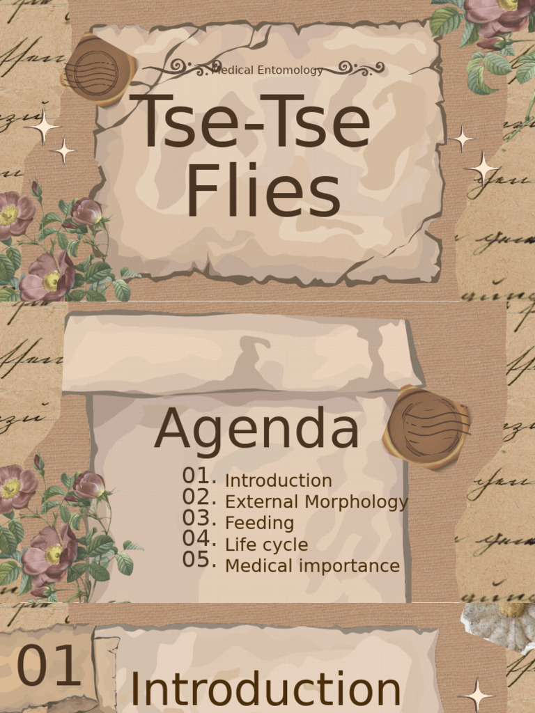 TSE TSE FLIES Glossinidae | PDF | Fly | Insects