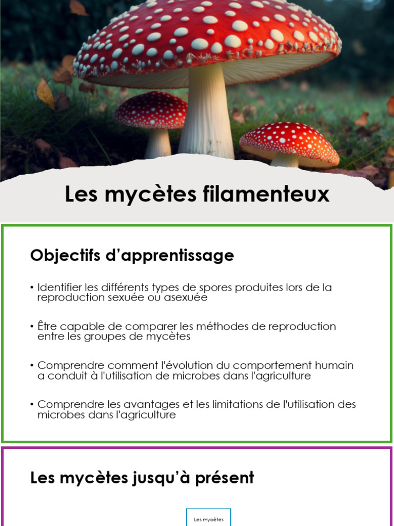 Reproduction des mycètes filamenteux | PDF | Spore | Champignons