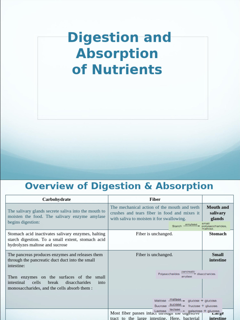 Digestion & Absorption | PDF | Digestion | Lipoprotein