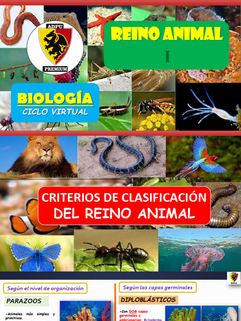 Clase 12 - Reino Animal I-Invertebrados-1 | PDF | Esponja | Bivalvia