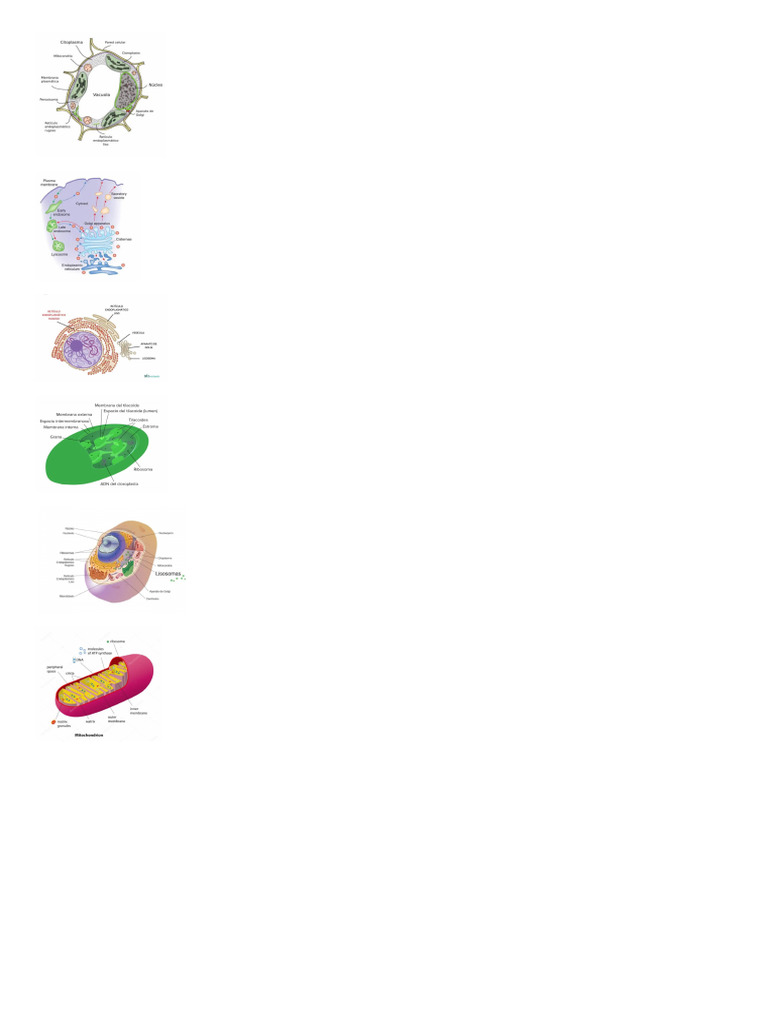 Biología. 1 - 20240704 - 104811 - 0000 | PDF