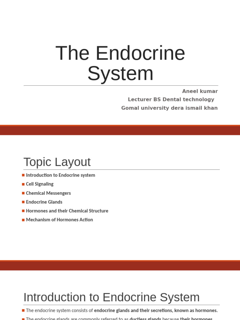 Lecture 12 - The Endocrine System - 012309 | PDF | Cell Signaling ...
