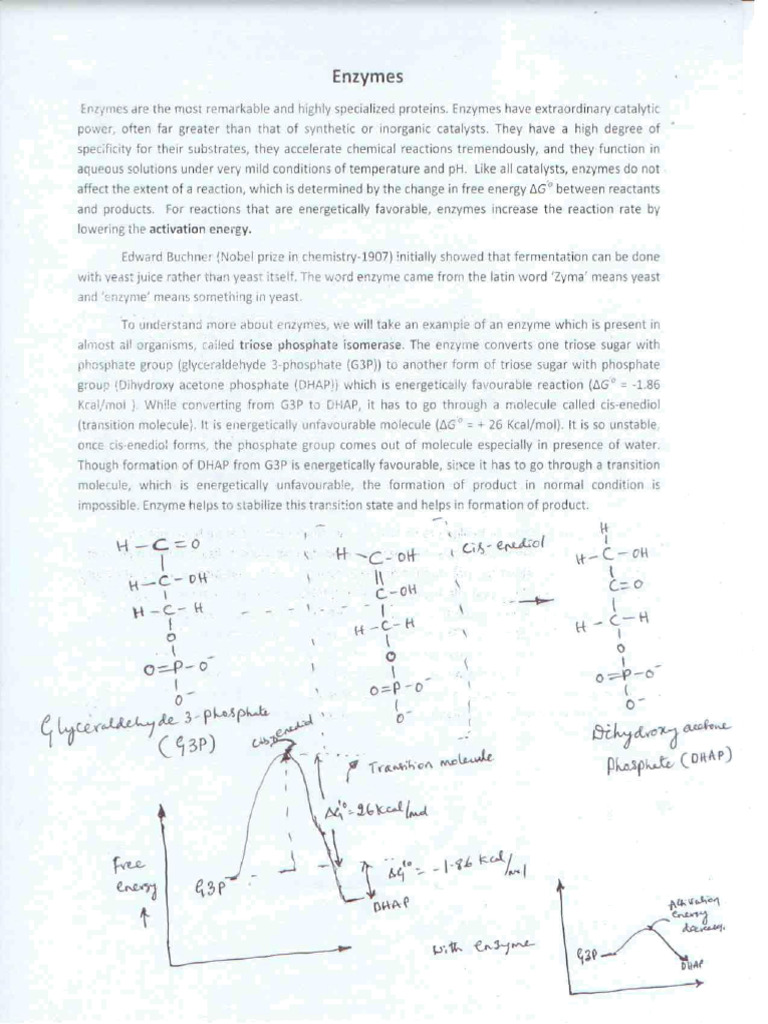 Enzymes Notes | PDF