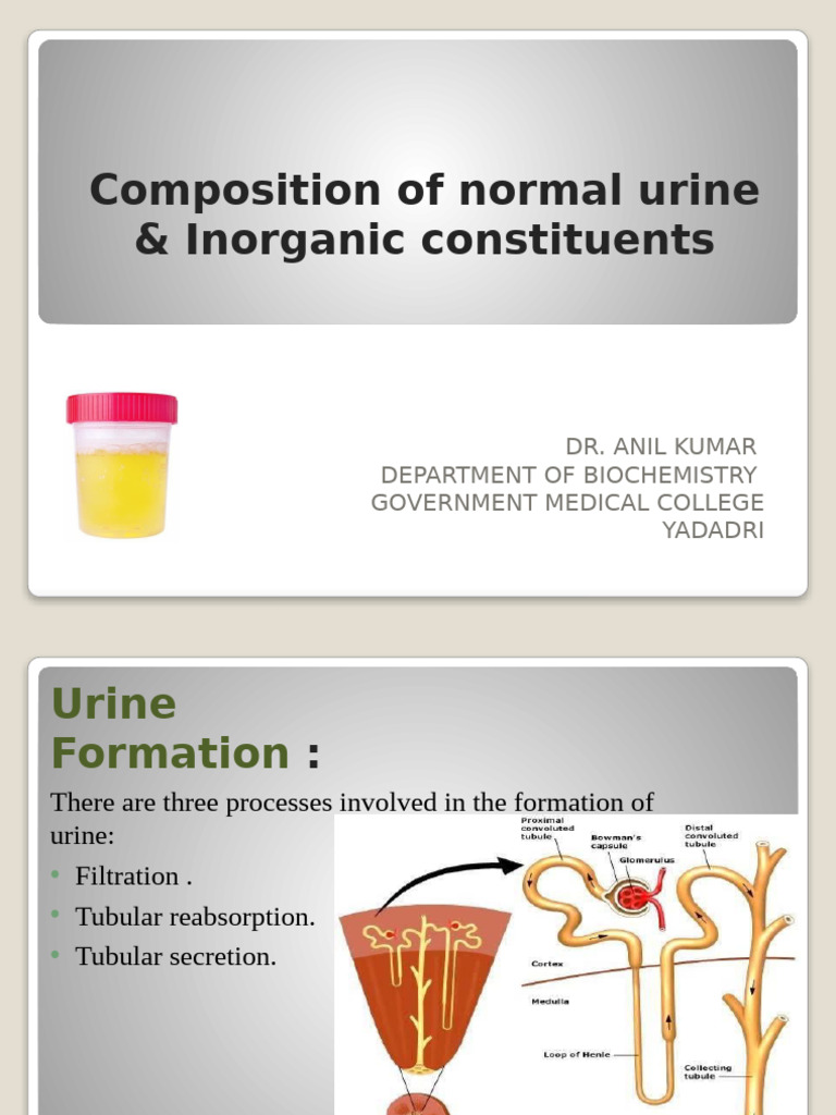 Normal Urine Composition and Analysis | PDF | Urinary System | Kidney
