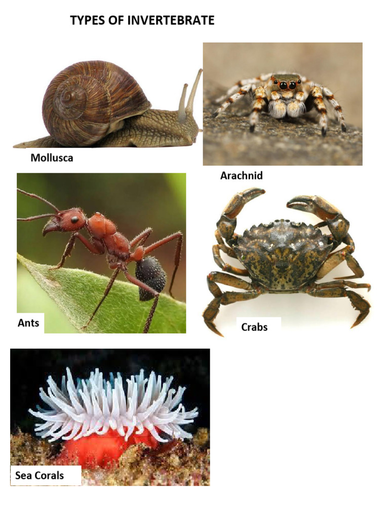 Types of Invertebrates Overview | PDF