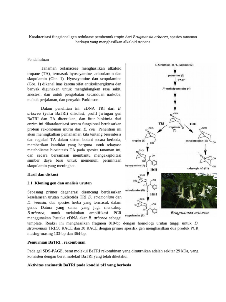 Karakterisasi Fungsional Gen Reduktase Pembentuk Tropin Dari Brugmansia Arborea | PDF