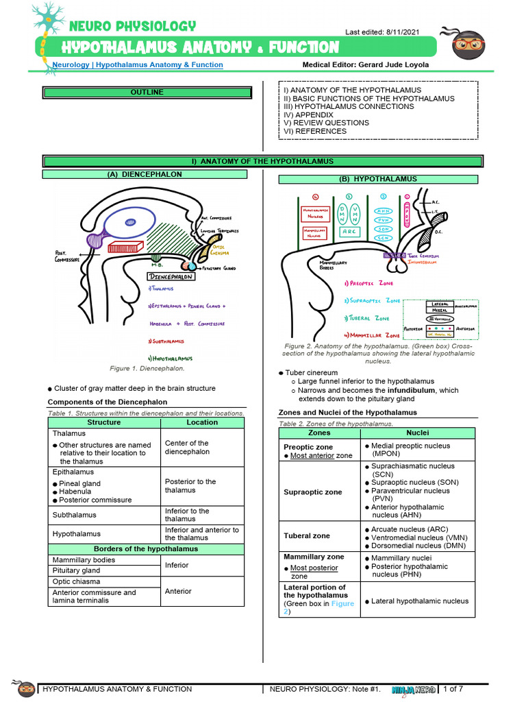 Hypothalamus Anatomy Overview | PDF | Hypothalamus | Limbic System