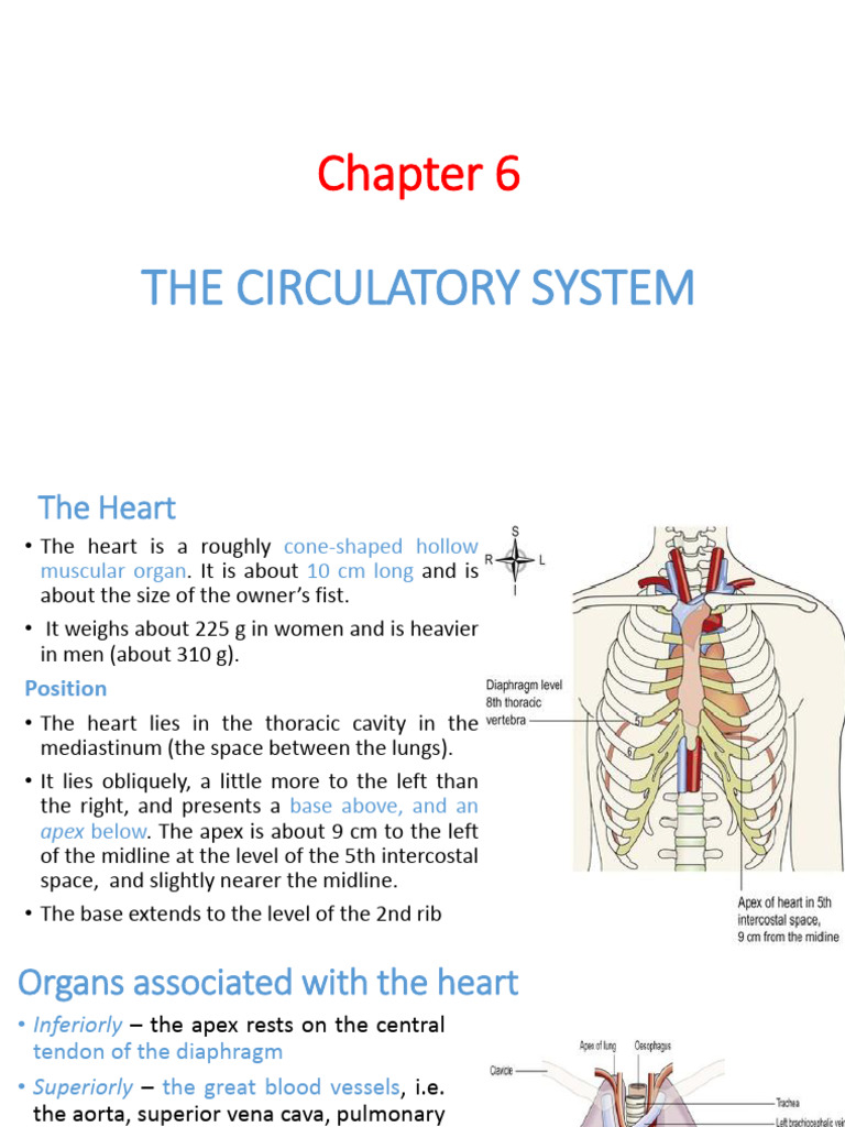 Chapter 5 (Cardiovascular-Circulatory System) | PDF | Heart Valve | Atrium (Heart)