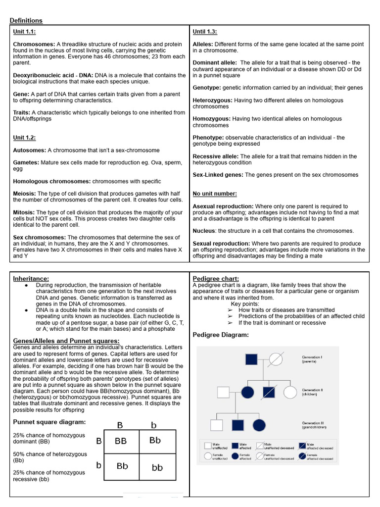 Y10 Genetics Quick Notes | PDF | Meiosis | Gene