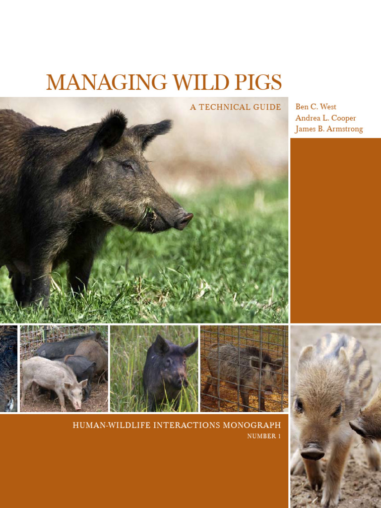 managing-feral-pigs | PDF | Wild Boar | Pig