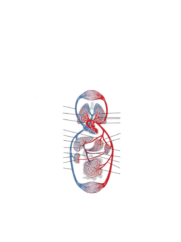 Blood Vessels and Circulation Lab Guide | PDF | Vein | Artery
