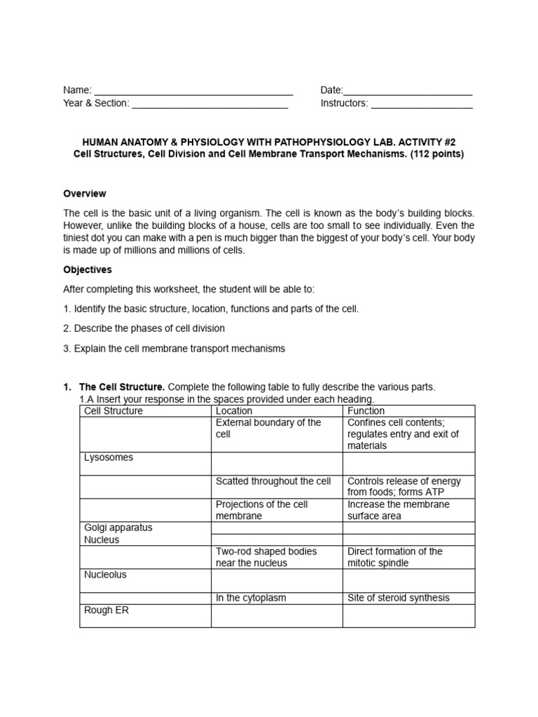 Human Anatomy S.Y. 2024-2025 Lab. Activity 2 | PDF | Cell (Biology) | Cell Membrane