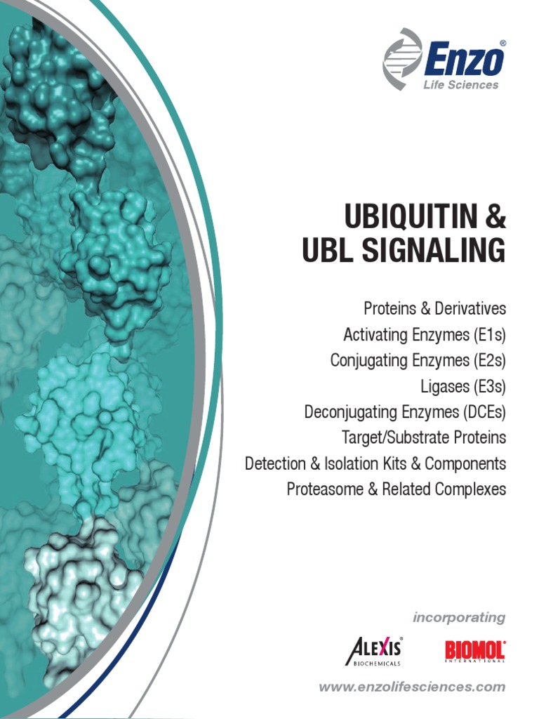 Ubiquitin and UBL Signaling | PDF | Ubiquitin | Proteasome