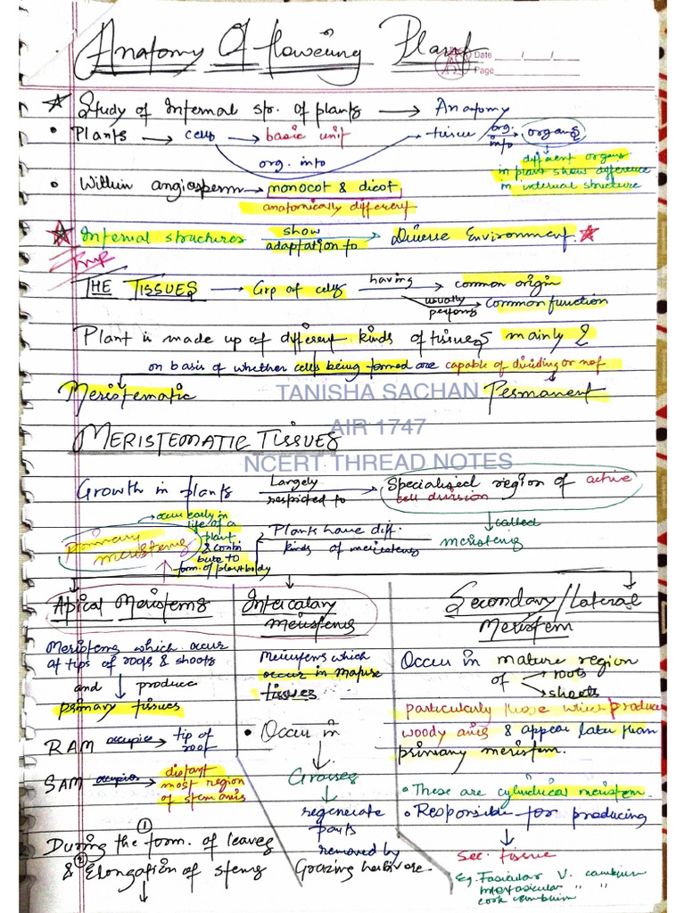 Anatomy of Flowering Plants Ncert Thread Notes | PDF