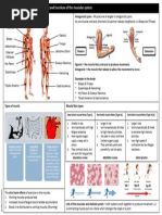 Muscular System for GCSE PE Revision | PDF | Anatomical Terms Of Motion ...