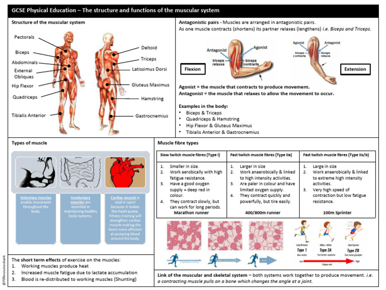 PE Knowledge Organiser GCSE PE Muscular System | PDF | Skeletal Muscle ...