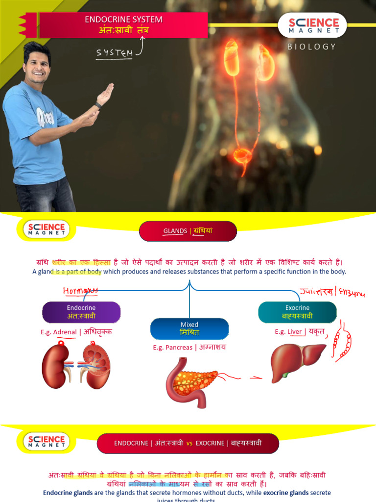 Endocrine System: Biology | PDF