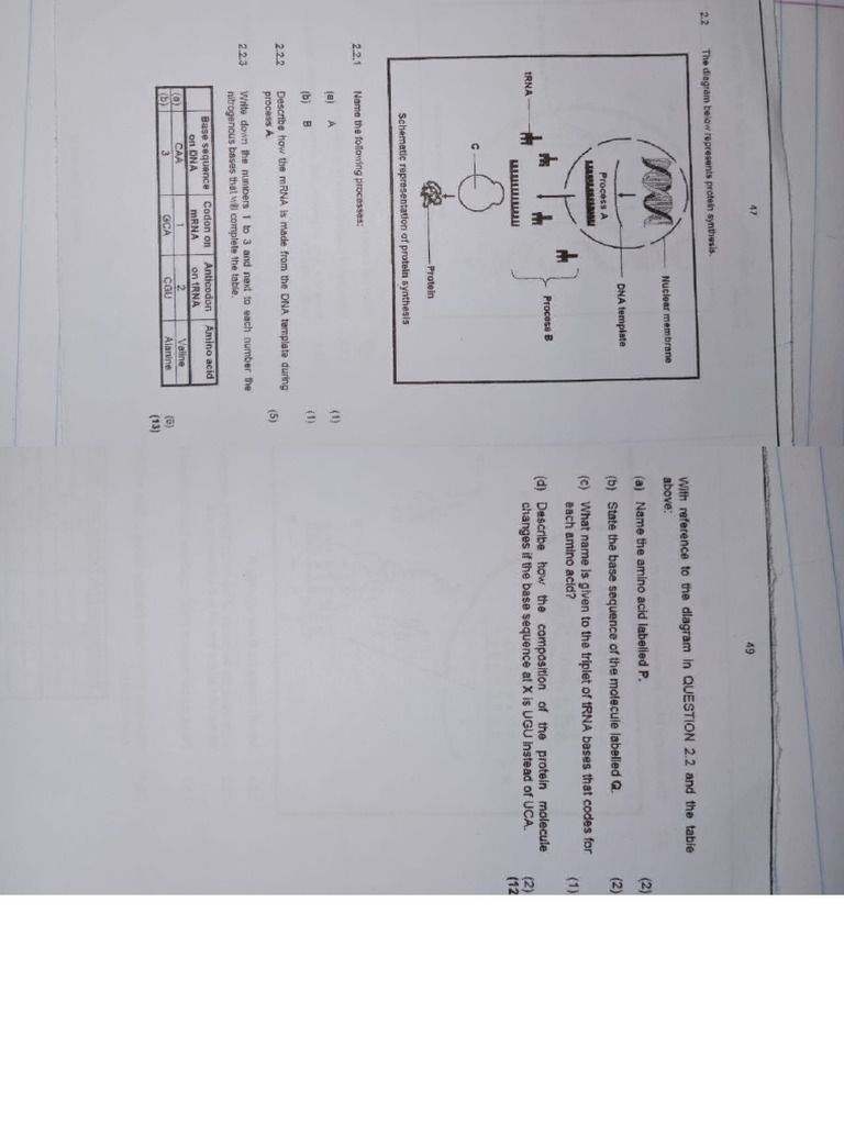 Dna Replication Grade Synthesis | PDF
