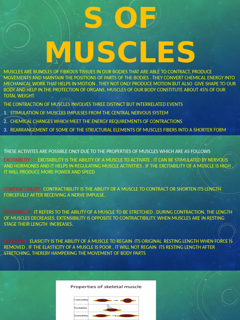 Understanding Muscle Functions and Properties | PDF
