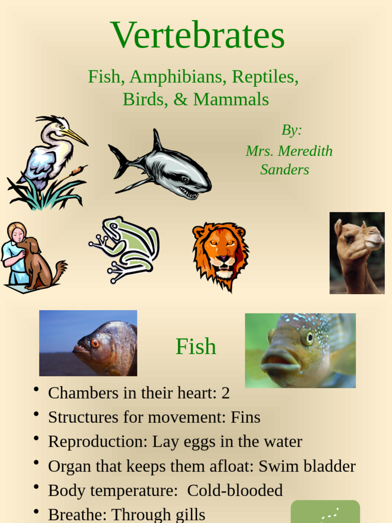 Fish Amphibians Reptiles Birds and Mammals | PDF