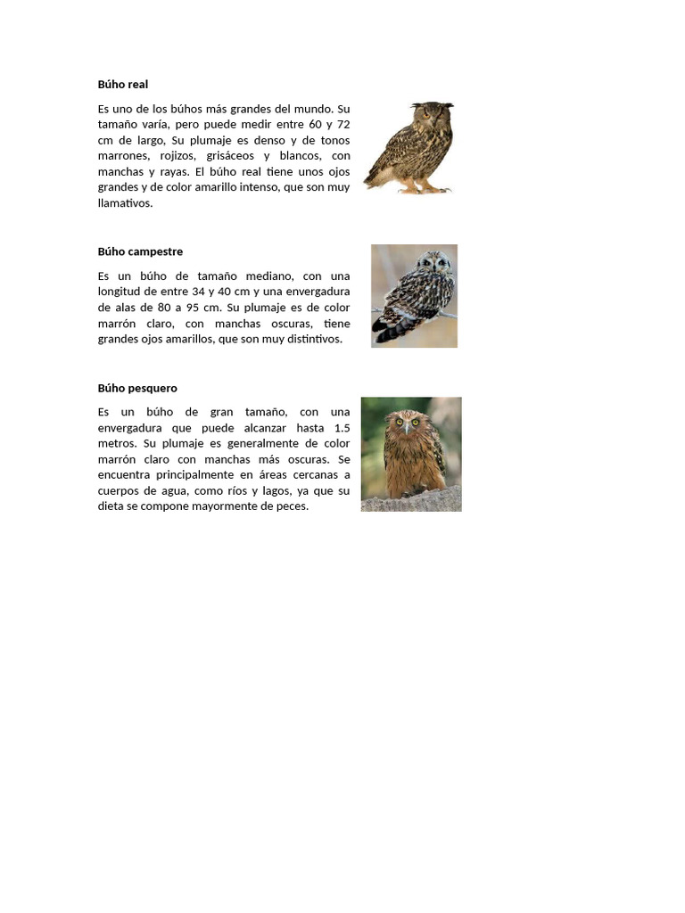 BUHO | PDF